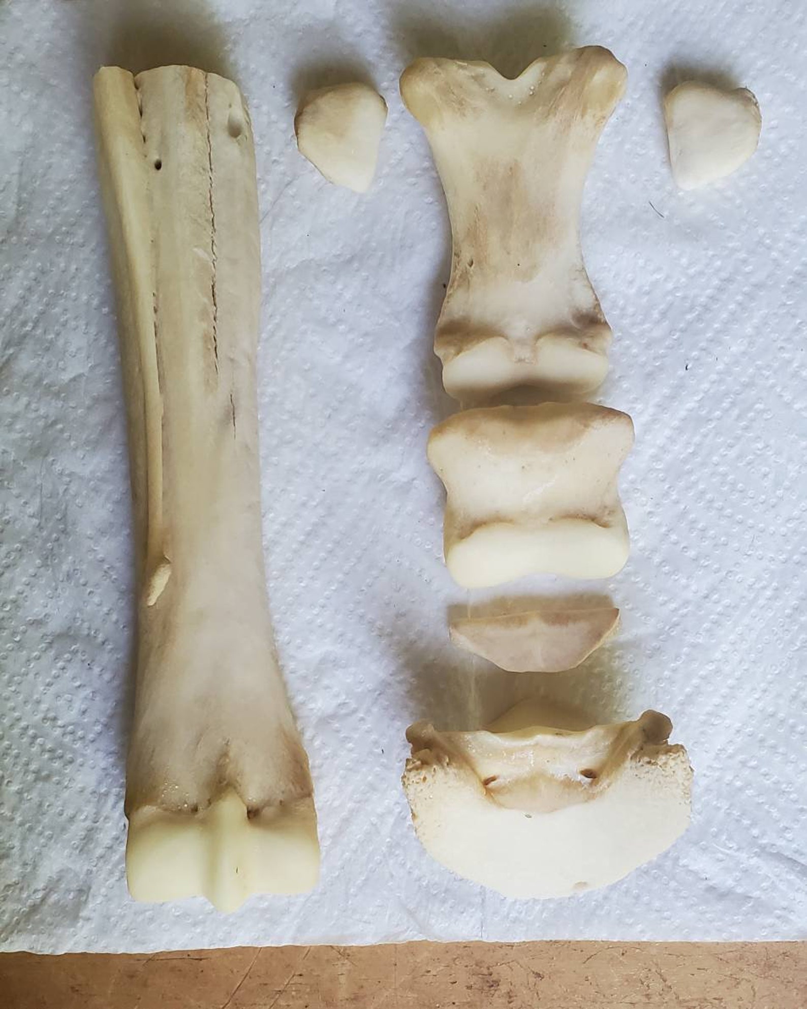 Horse Lower Leg Bones Distal Limb Hind Etsy horse-lower-leg-bones-distal-limb-hind-etsy