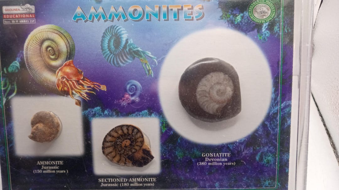 Ammonites Are an Extinct Group of Cephalopods - Nice Case Included ~ - Etsy