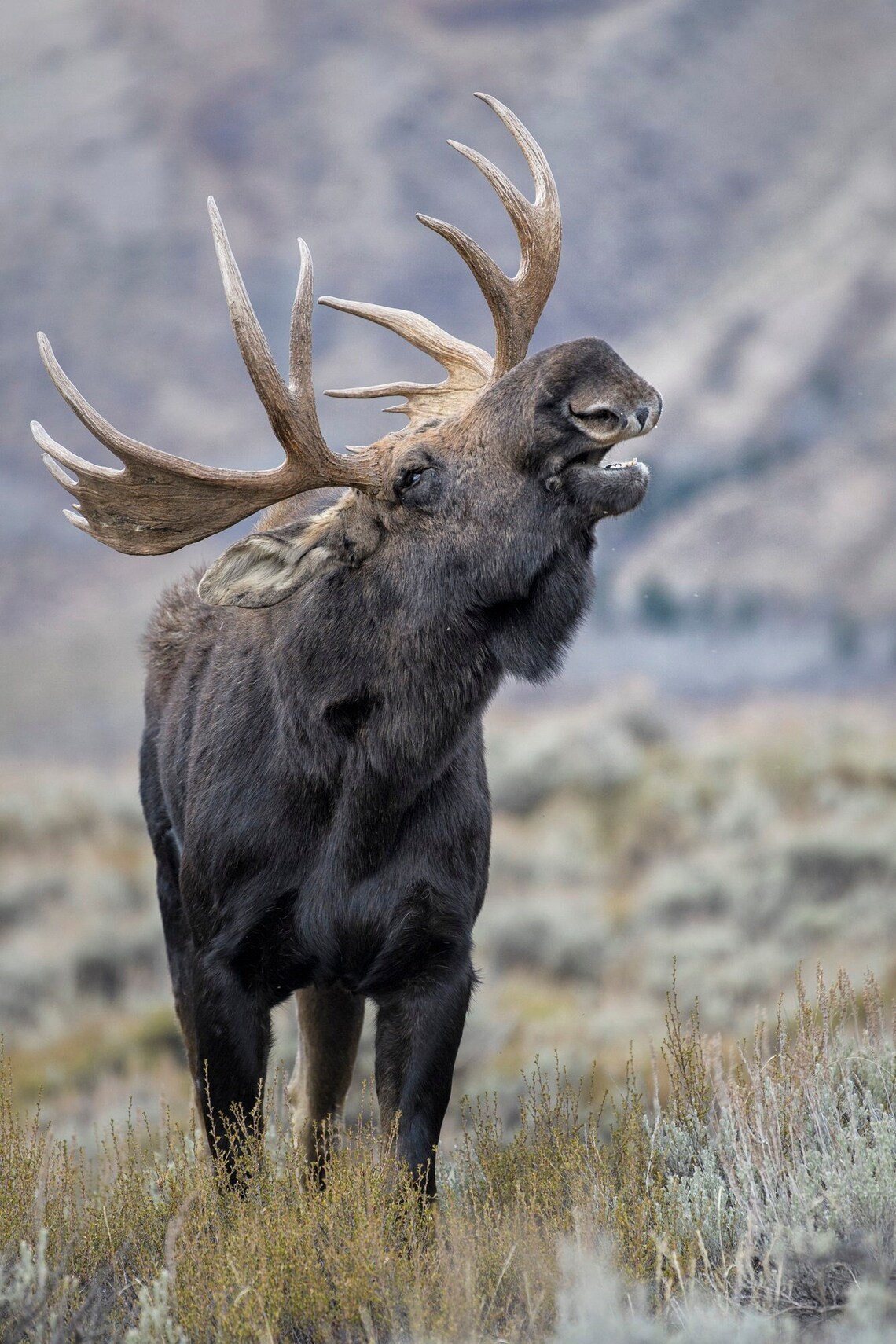 Bull Moose "hear Ye, Hear Ye" * Fine Art Print * Animal Photography ...