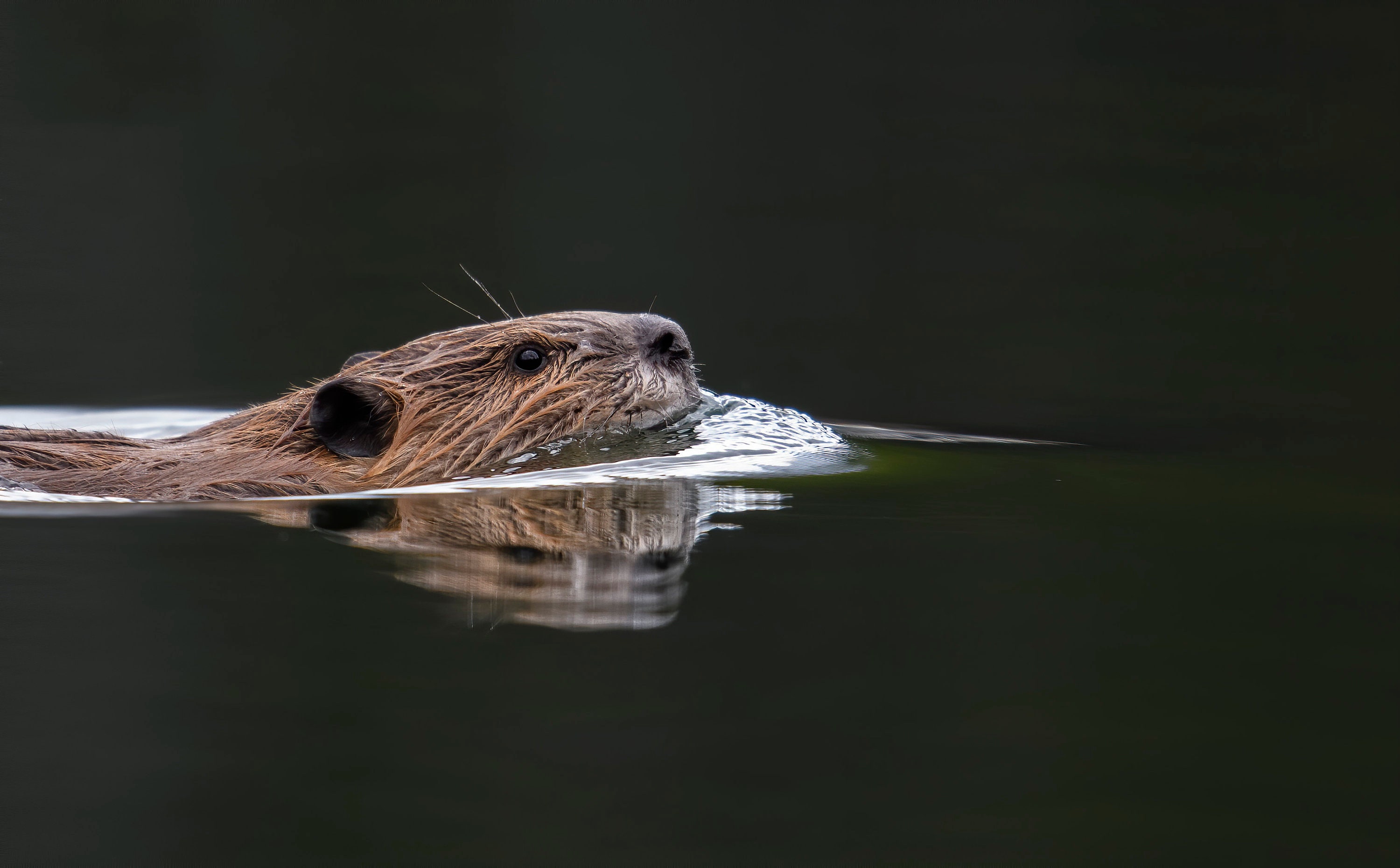 Busy as a Beaver Award Winning Fine Art Print Animal Photography Nature ...