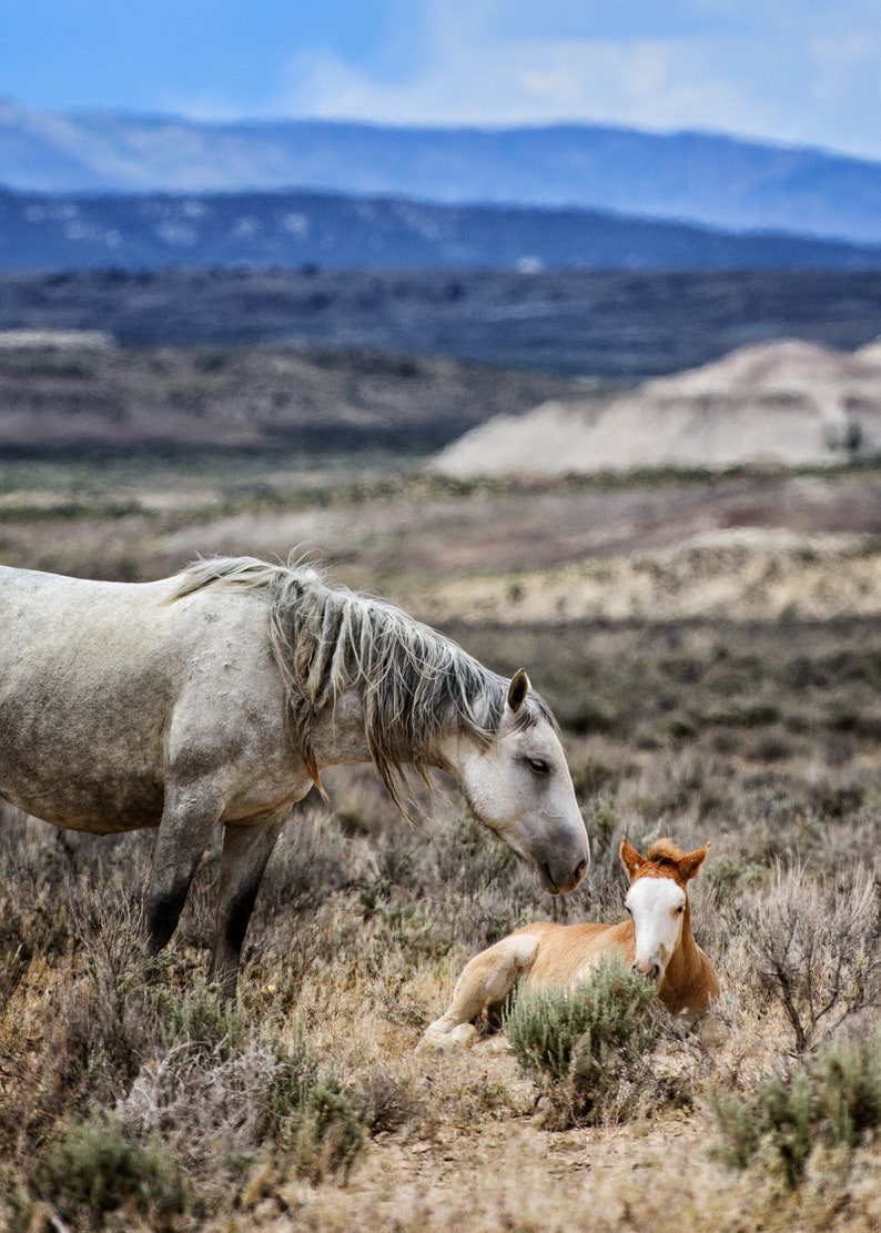 Wild Horses Intimate Moment * Fine Art Print * Animal Photography ...