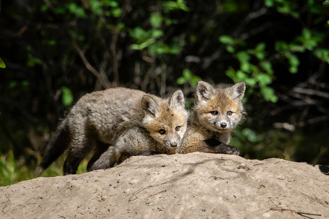 Adorable Fox Kits Fine Art Print Animal Photography Nature Photography ...