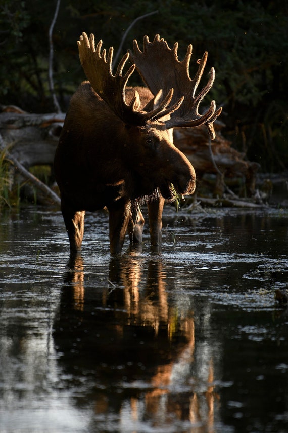 Bull Moose in Velvet at Sunset Fine Art Print Animal - Etsy