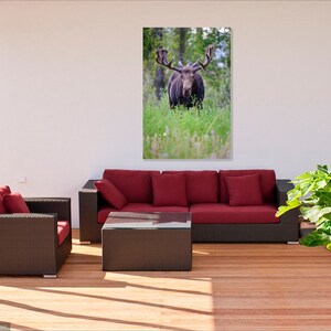 Hoback Bull Moose in Velvet Grand Teton Fine Art Print Animal ...