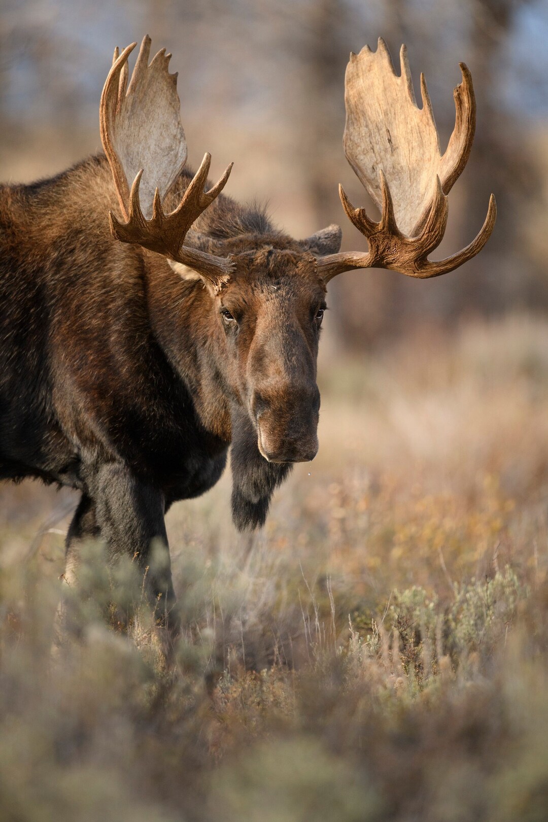 Bull Moose at Sunset * Fine Art Print * Animal Photography * Nature ...