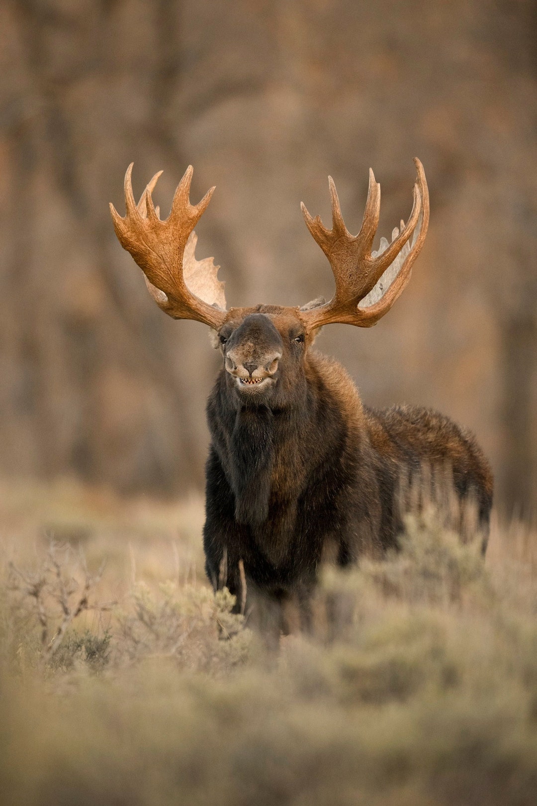 Bull Moose Smile * Comedy Wildlife Awards Finalist 2022 * Fine Art ...