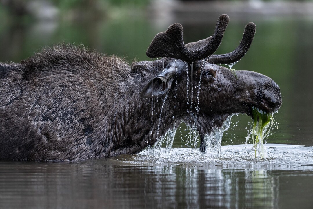 Bull Moose Fine Art Print, Grand Teton Nature Photography - Etsy
