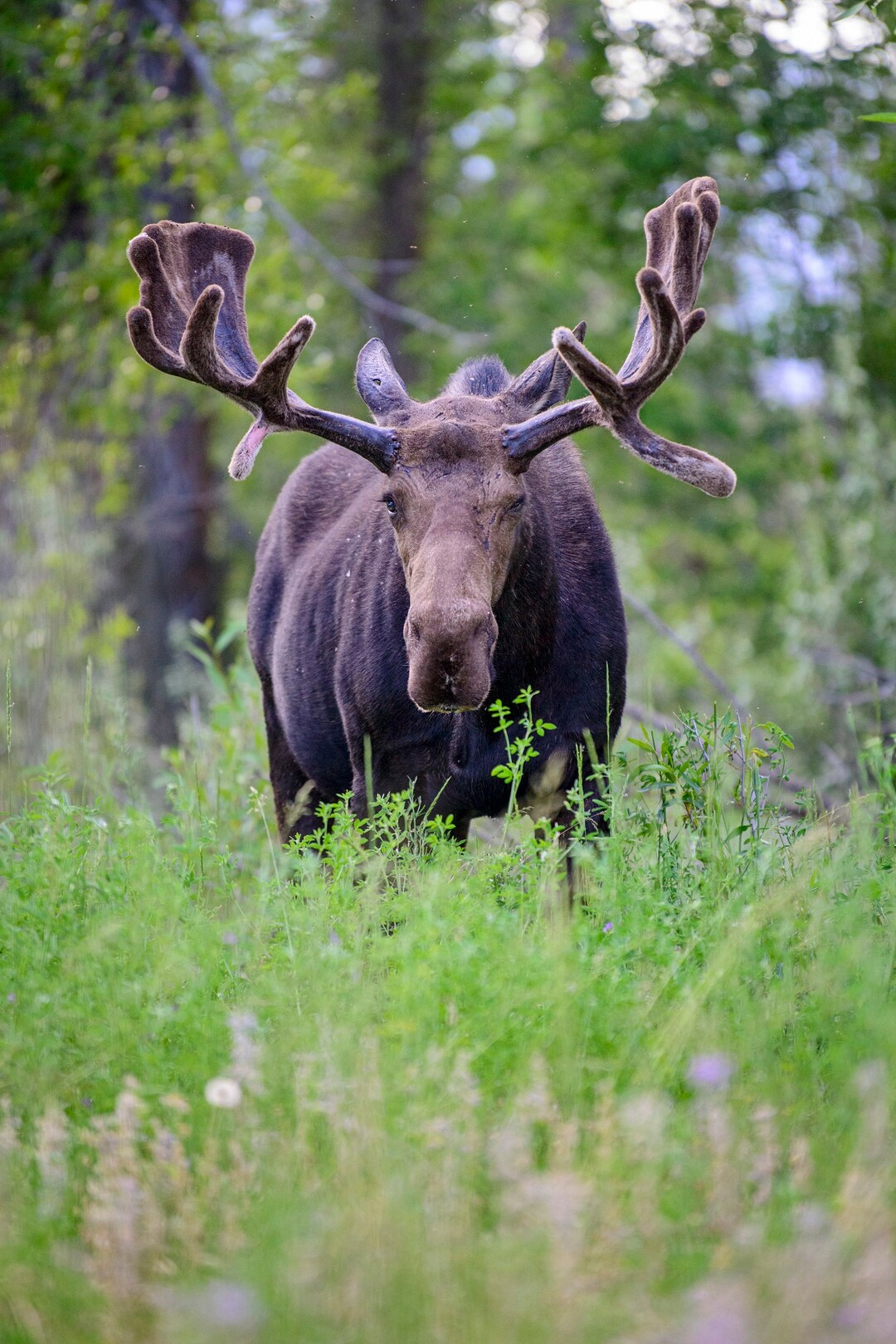 Hoback Bull Moose in Velvet Grand Teton Fine Art Print Animal ...