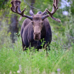 Hoback Bull Moose in Velvet Grand Teton Fine Art Print Animal ...