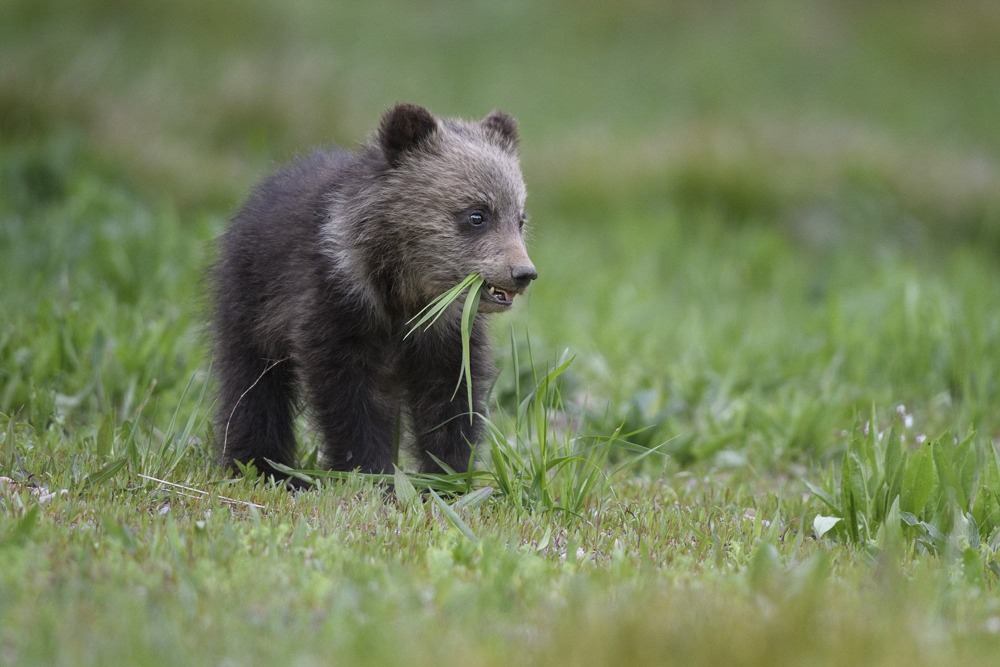 Newborn Grizzly Bear Cub in Jackson Hole Fine Art Print Animal ...