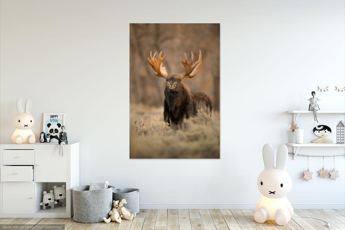 Bull Moose Smile * Comedy Wildlife Awards Finalist 2022 * Fine Art ...
