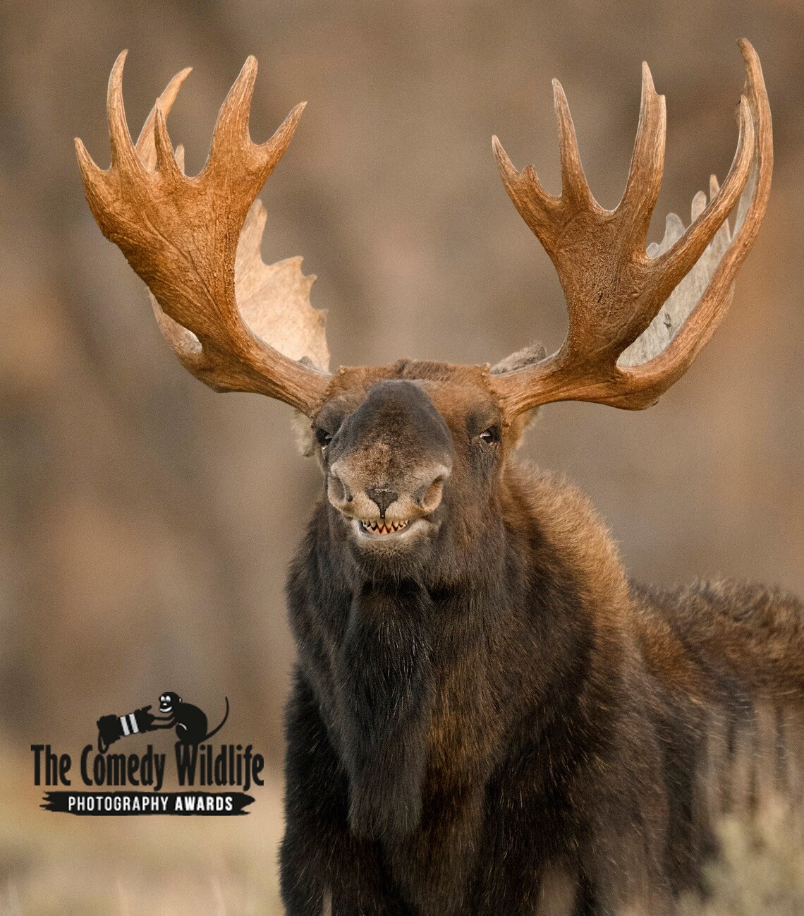 Bull Moose Smile * Comedy Wildlife Awards Finalist 2022 * Fine Art ...