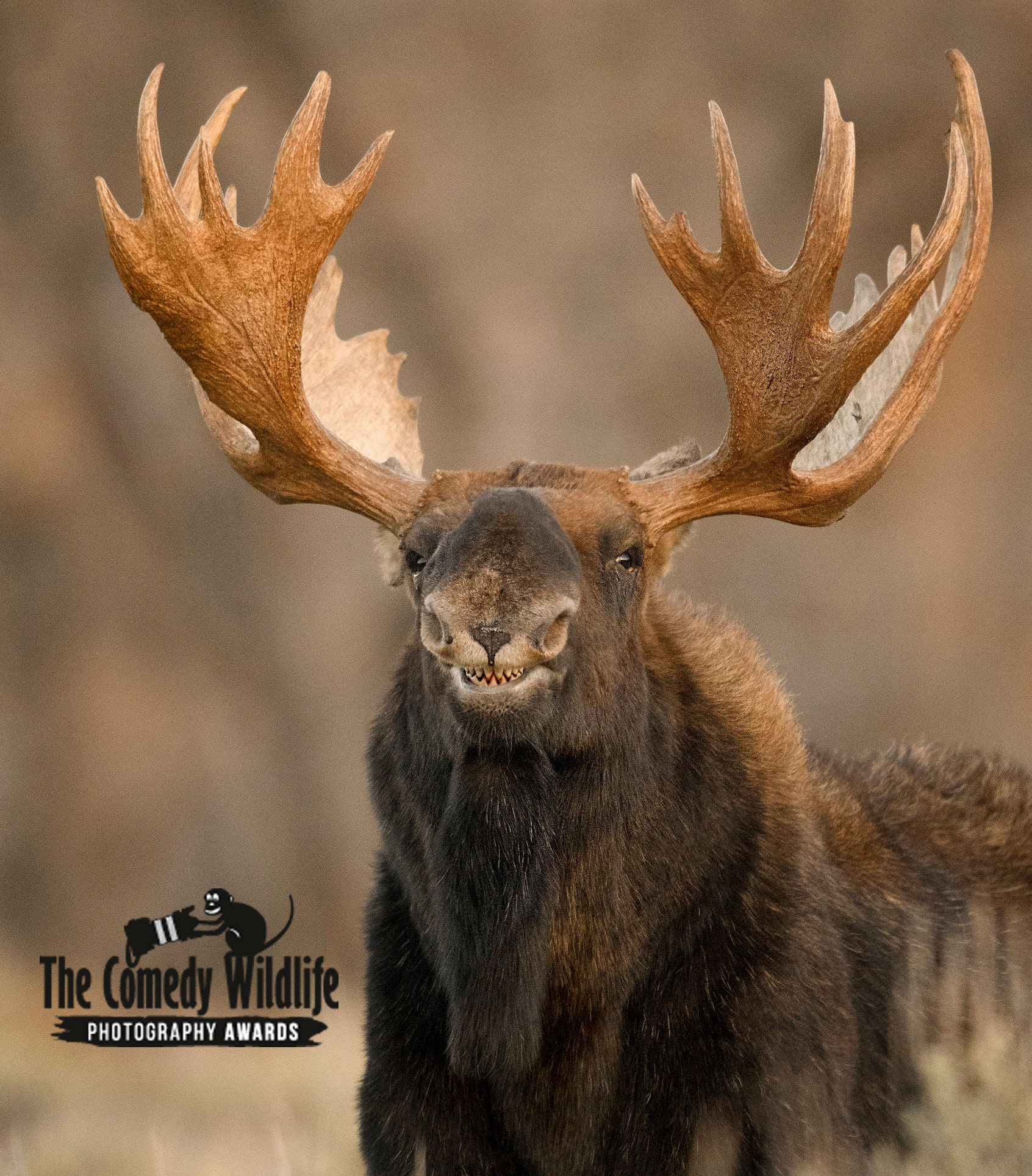 Bull Moose Smile * Comedy Wildlife Awards Finalist 2022 * Fine Art ...