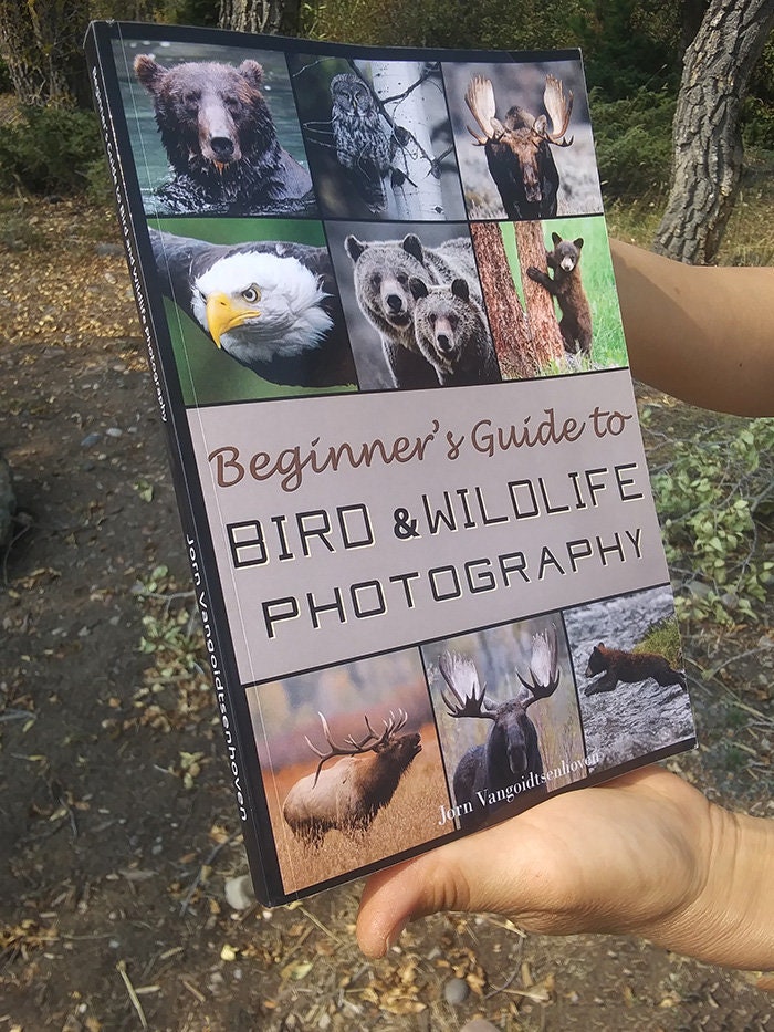 Beginner's Guide to Bird & Wildlife Photography Paperback How-to Learn ...