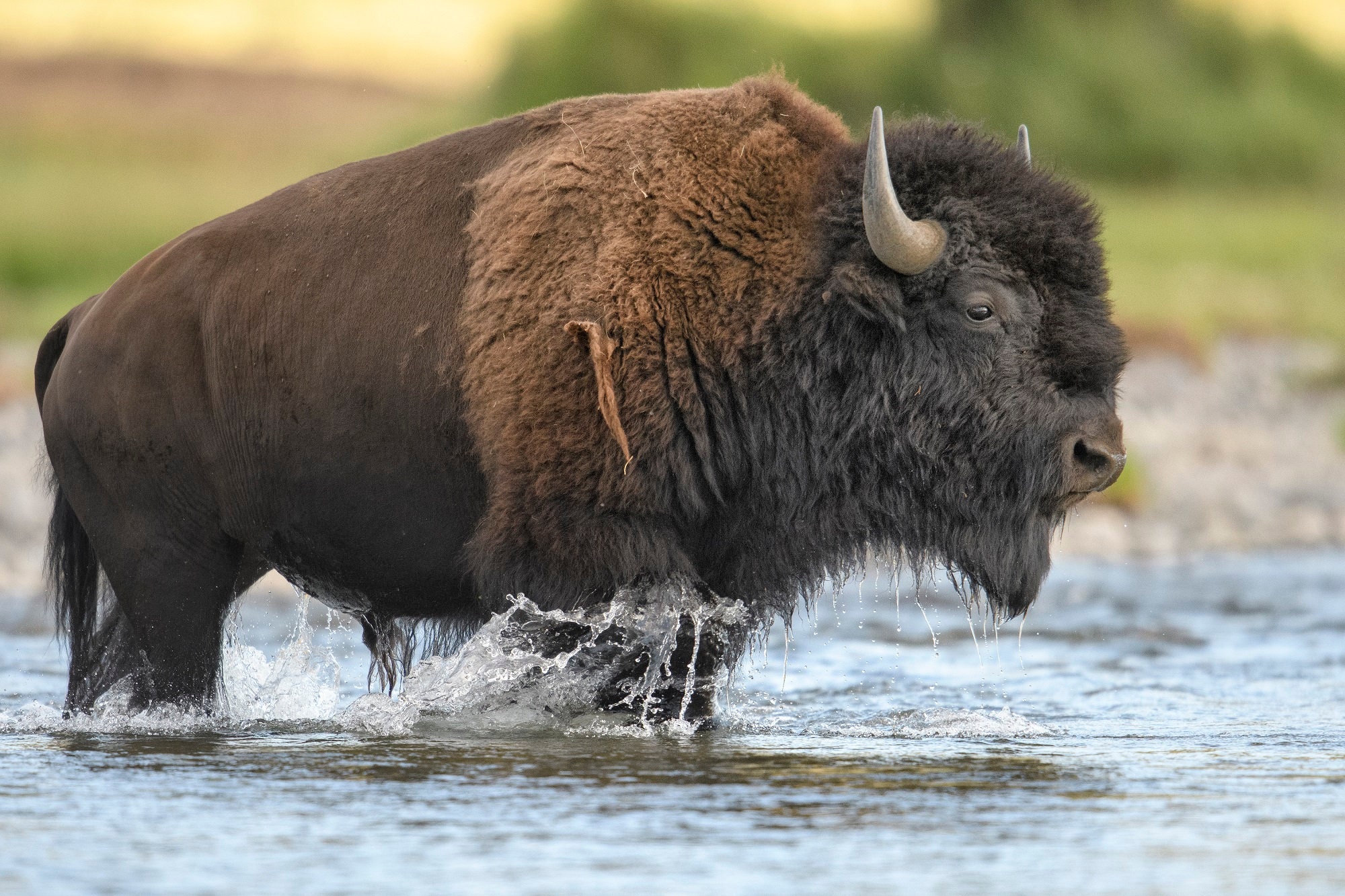 Bison River Crossing Print, Yellowstone Wildlife Photography - Etsy