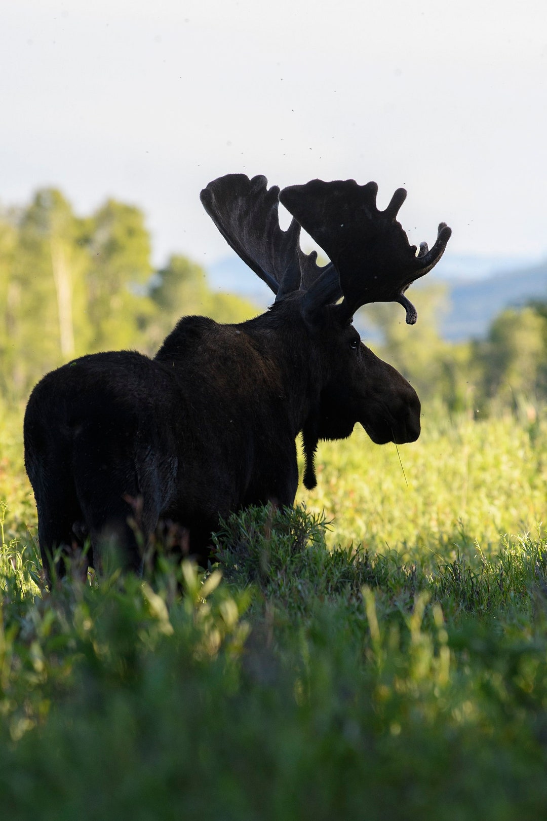 Bull Moose in Velvet Grand Teton Hoback Fine Art Print - Etsy