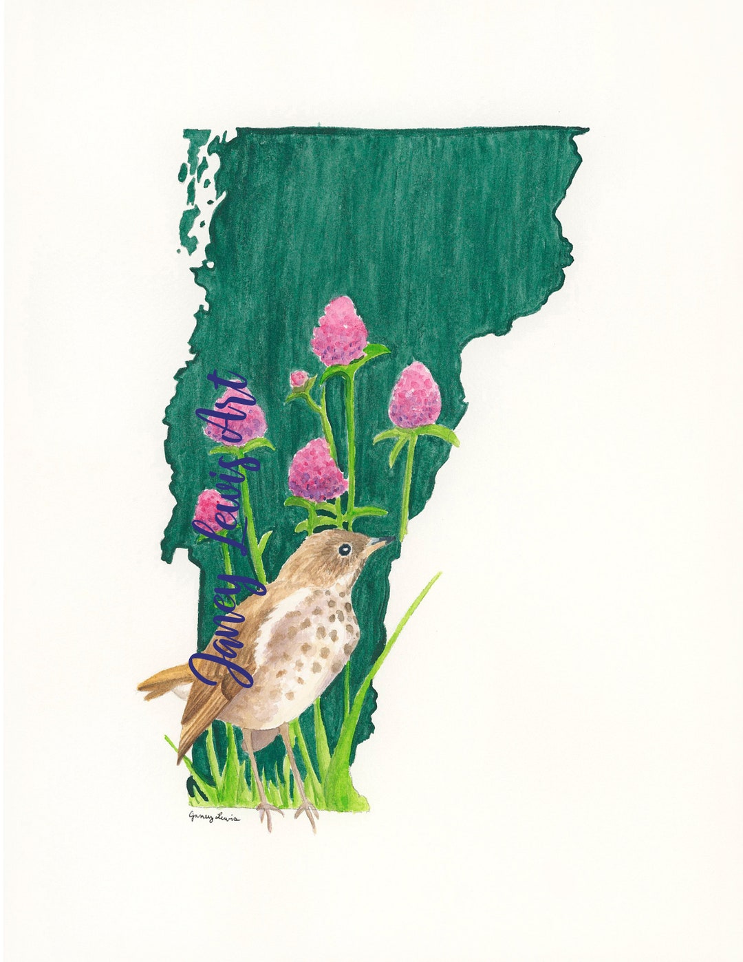 Vermont State Bird and Flower Watercolor Fine Art Print/hermit Thrush ...
