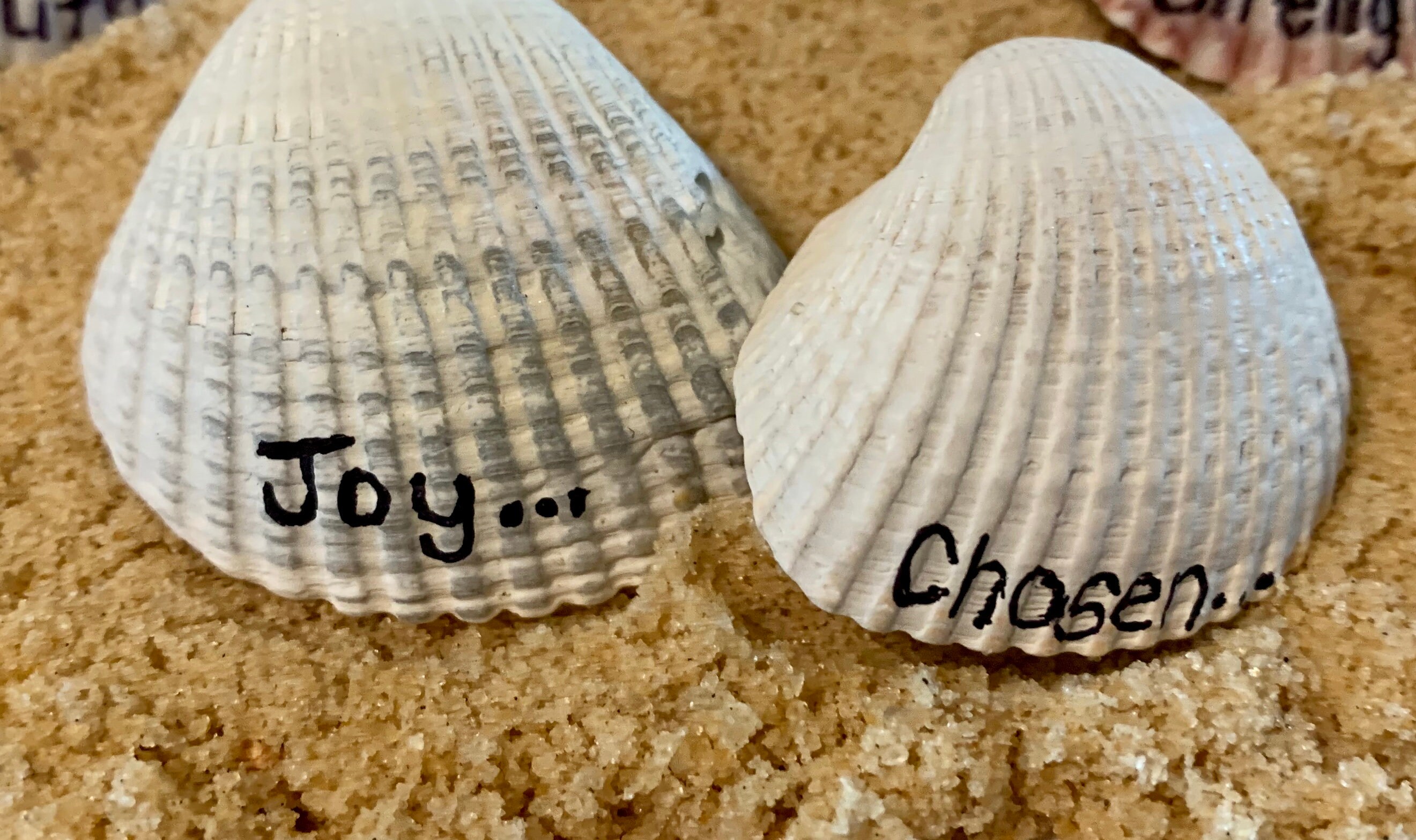 Bible Verse Shells | Etsy