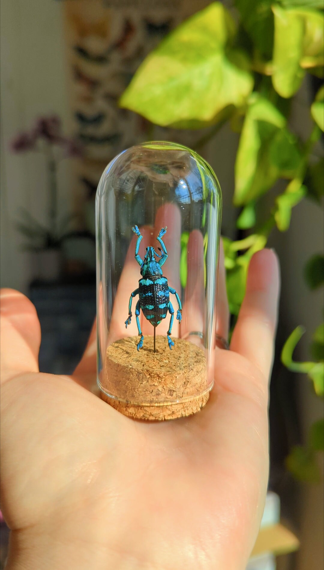 Turquoise Weevil Dome Display, Weevil Taxidermy, Dome Display - Etsy