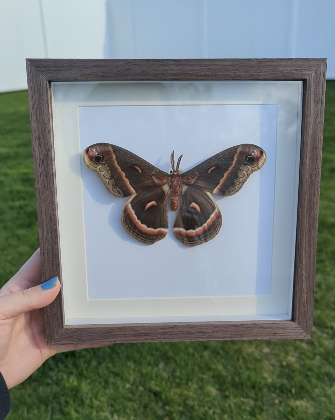 Real Framed Cecropia Moth Display Moth Taxidermy Wall Hanging - Etsy