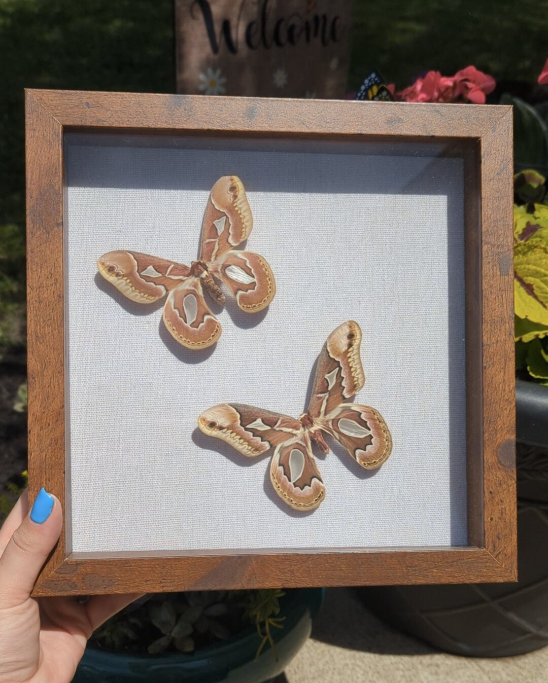 Framed Atlas Moth Display, Orizaba Silkmoth From South America, Framed ...