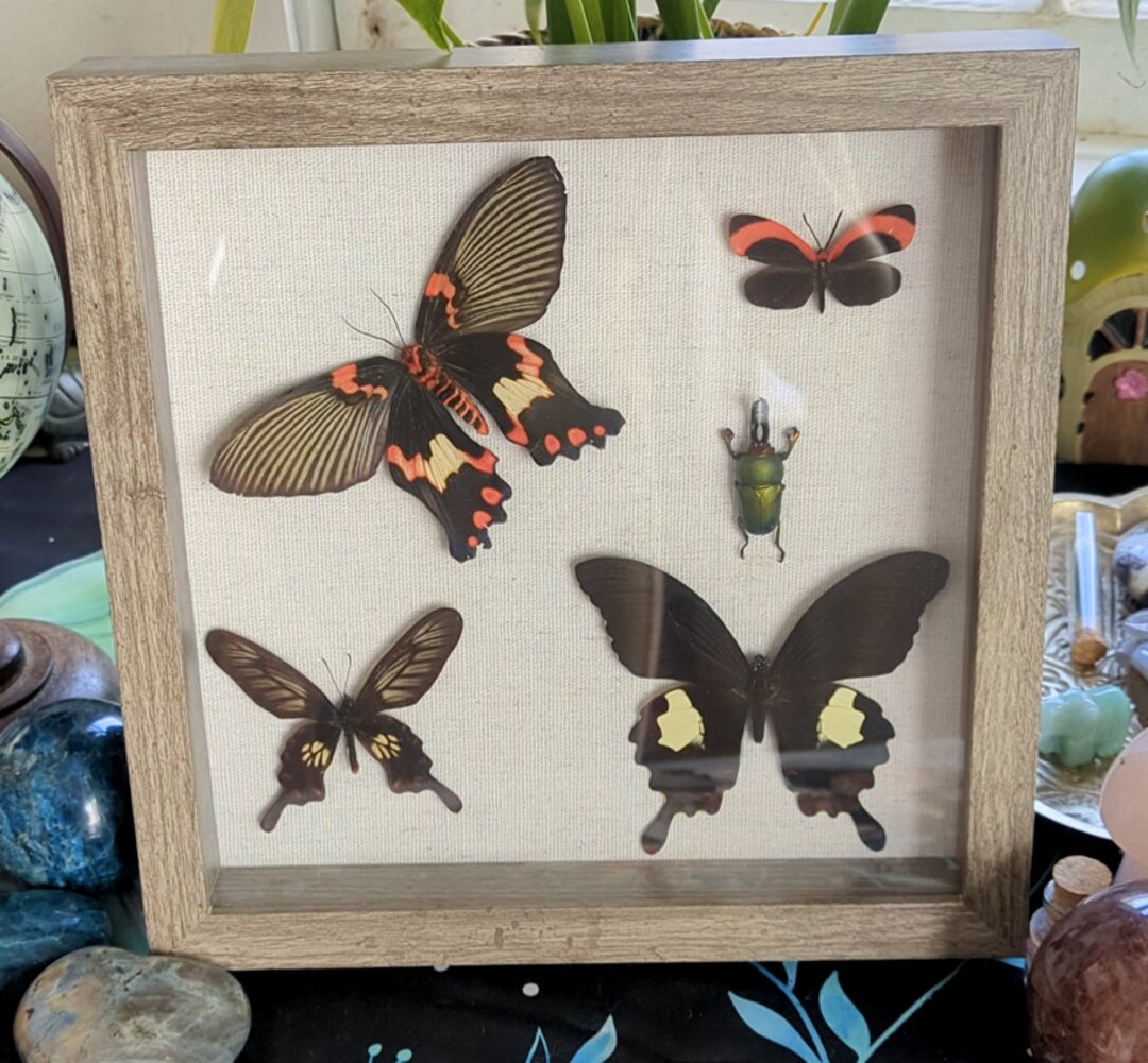 Real Butterfly Taxidermy Display, Framed Butterfly Shadowbox,green Stag ...