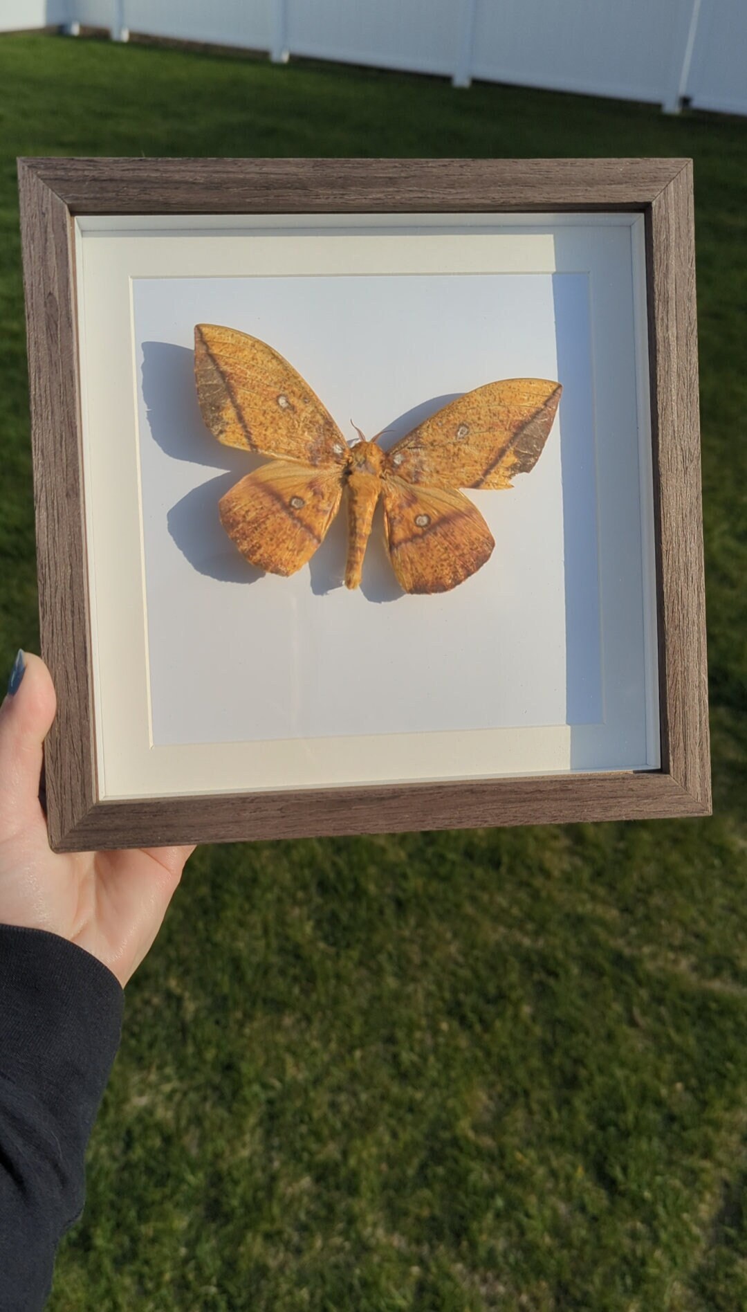 Real Imperial Moth Shadowbox Display, Framed Imperial Moth - Etsy