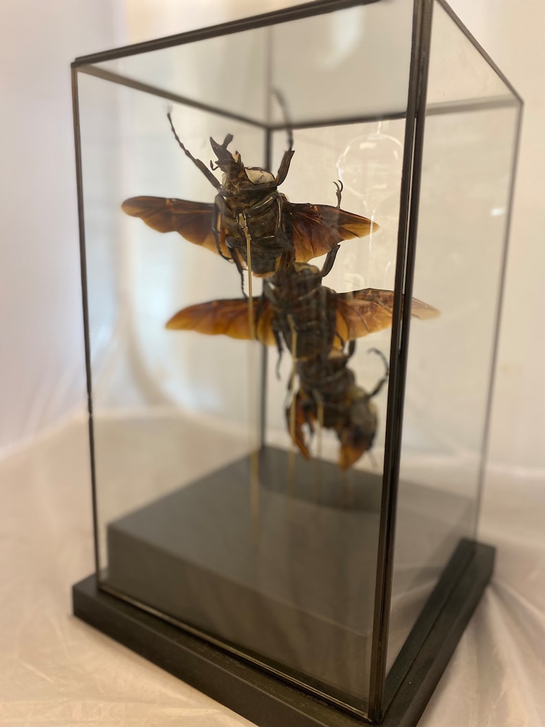 Goliath Beetle Taxidermy Display Beetles Rare Display Preservation - Etsy
