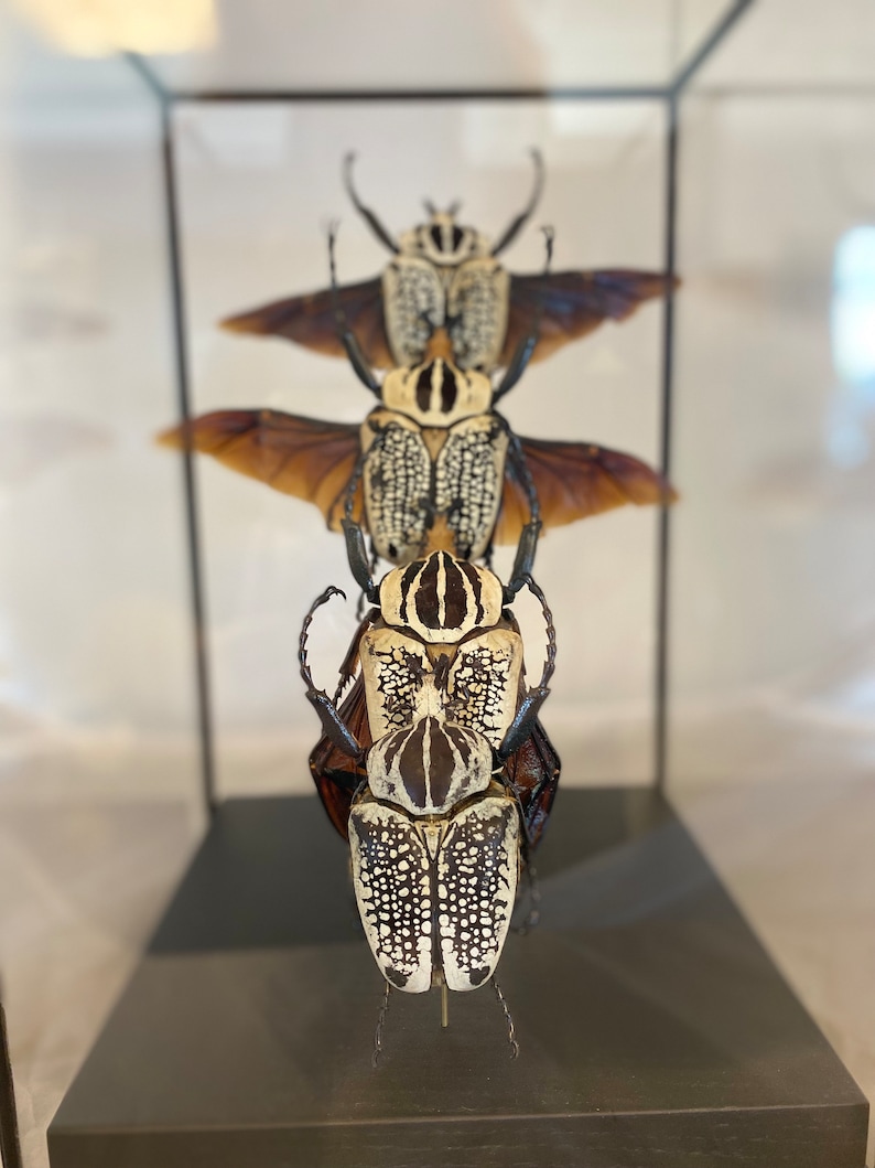 Goliath Beetle Taxidermy Display Beetles Rare Display - Etsy