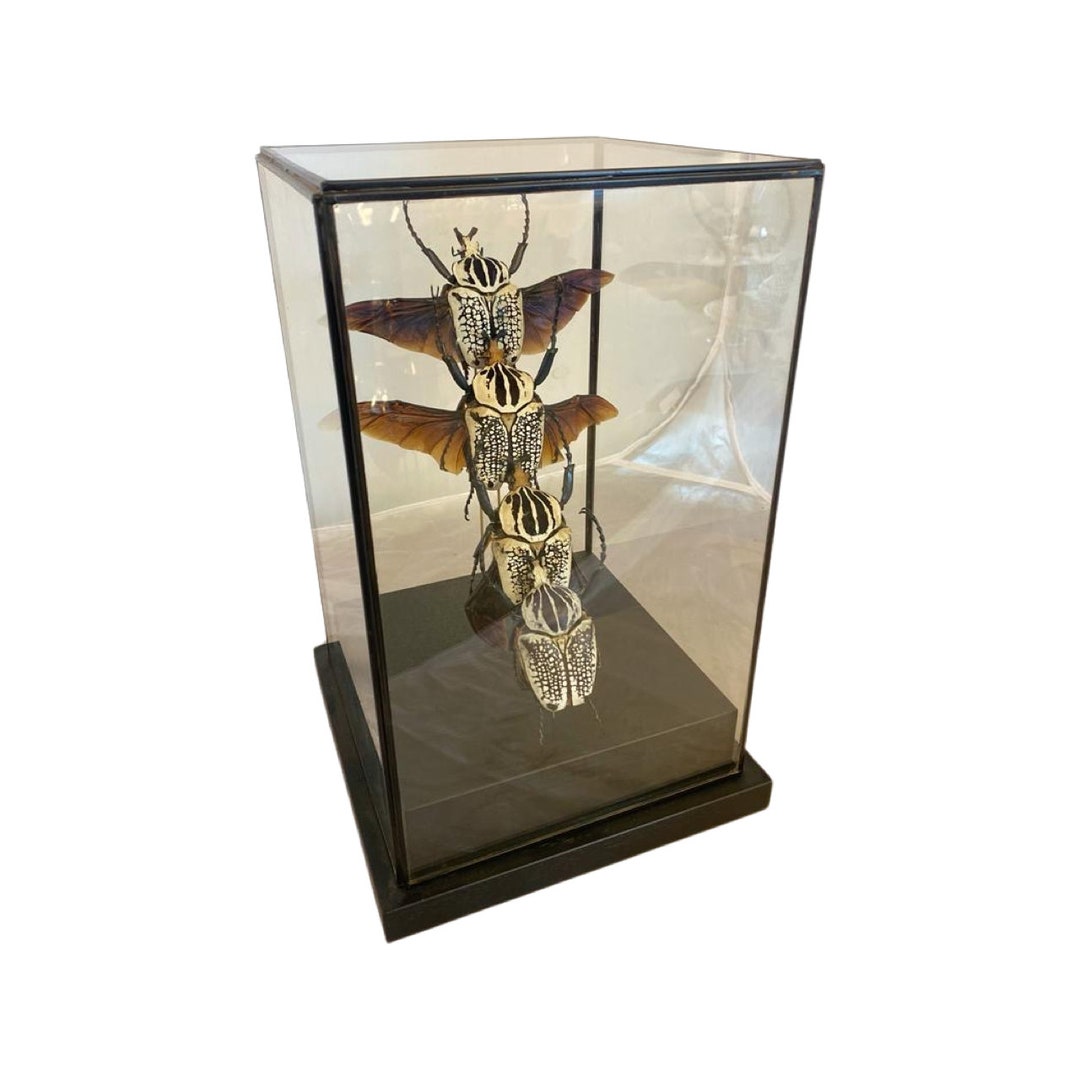 Goliath Beetle Taxidermy Display Beetles Rare Display Preservation - Etsy