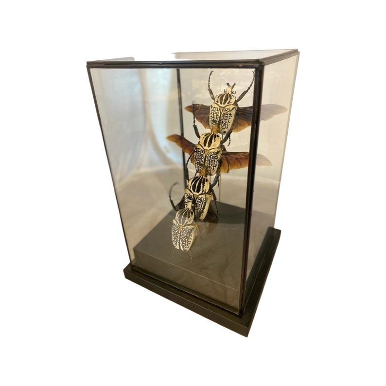 Goliath Beetle Taxidermy Display Beetles Rare Display - Etsy