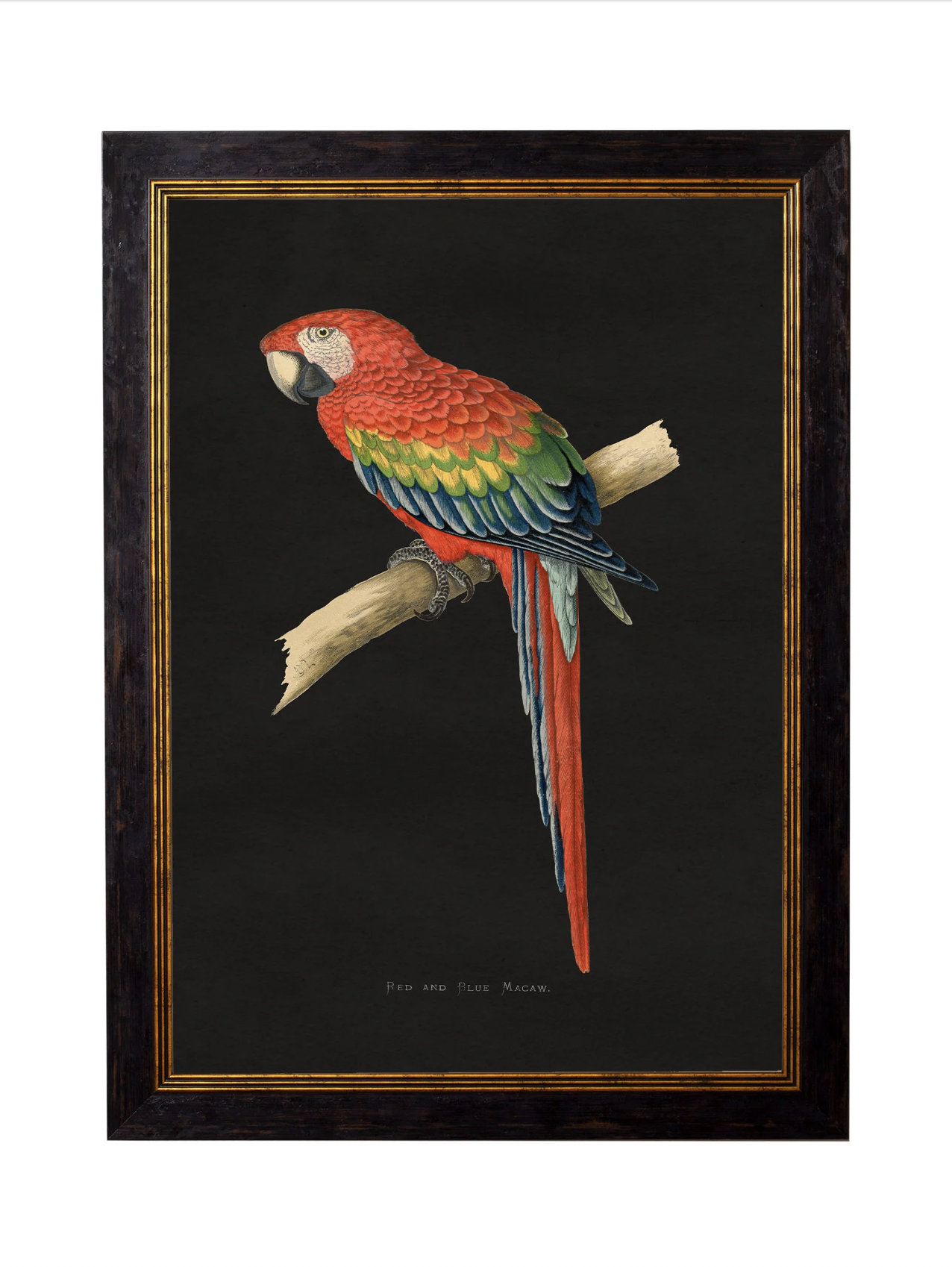 Parrot Pictures Macaw Prints in Black Frames 38x50cm Set of 4 ...