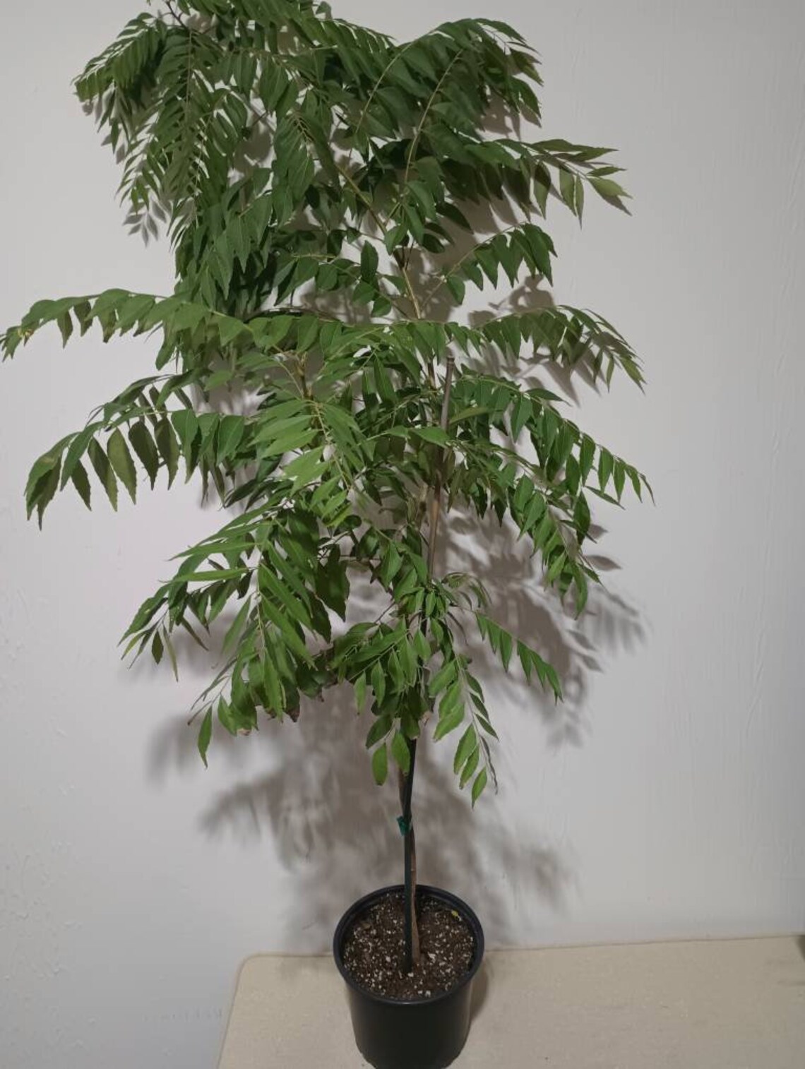 6 to 10 Inch Tall Curry Leaf Plant Pottedmurraya Koenigii, Kariveppilai ...