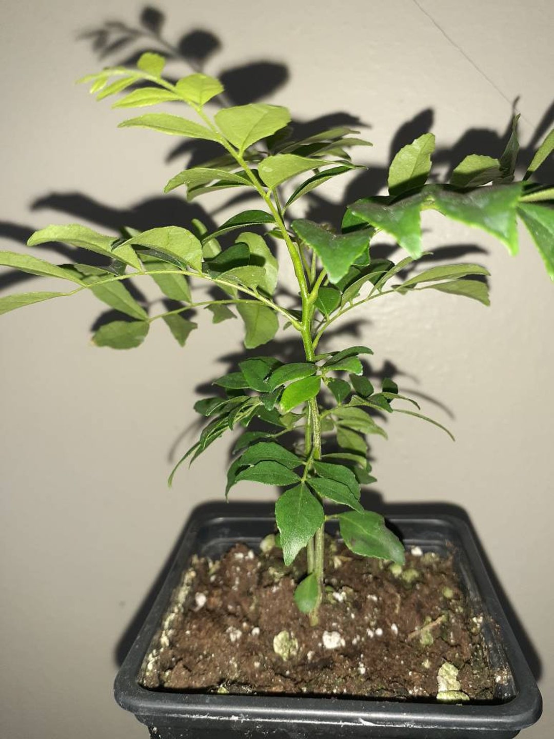 6 to 10 Inch Tall Curry Leaf Plant Pottedmurraya Koenigii, Kariveppilai ...