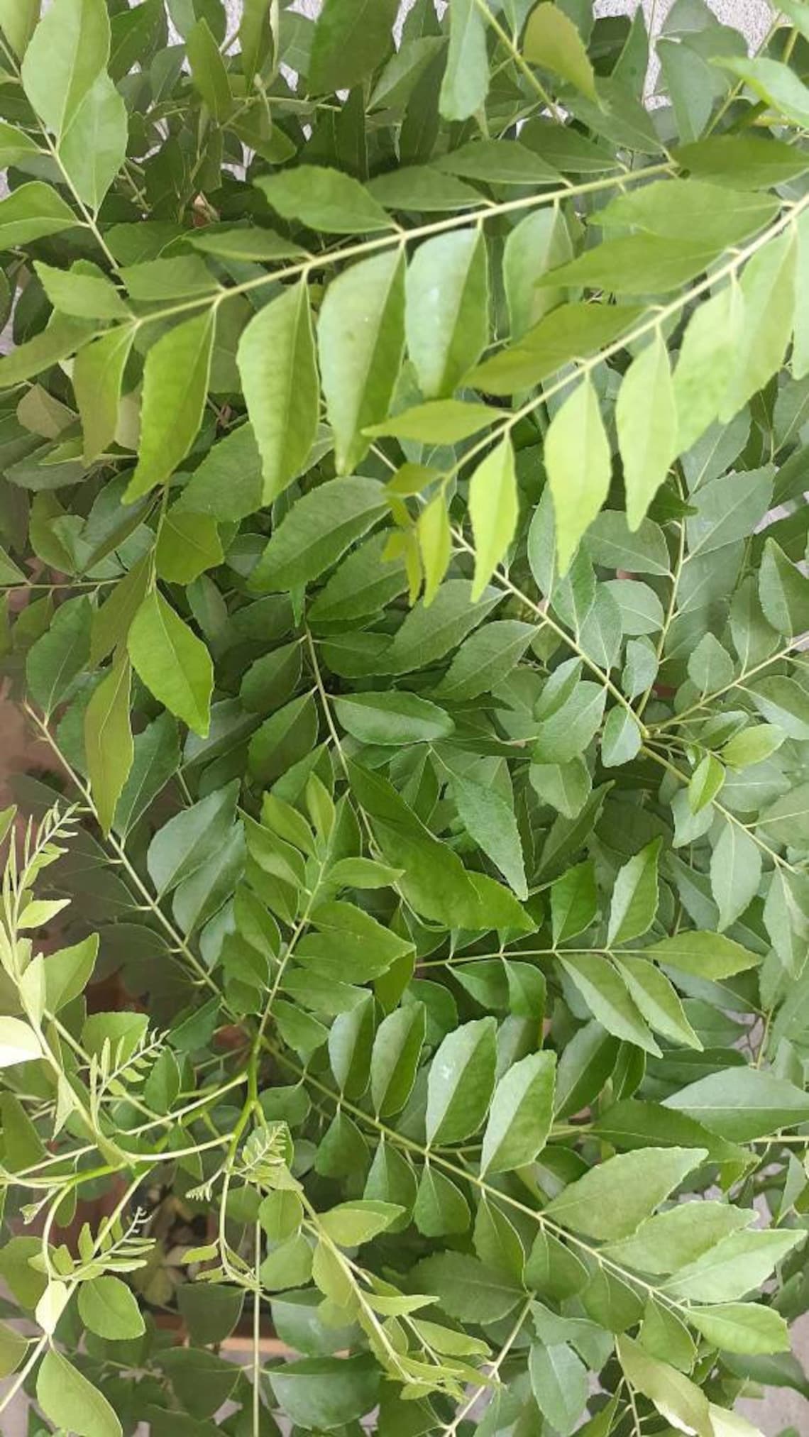 6 to 10 Inch Tall Curry Leaf Plant Pottedmurraya Koenigii, Kariveppilai ...