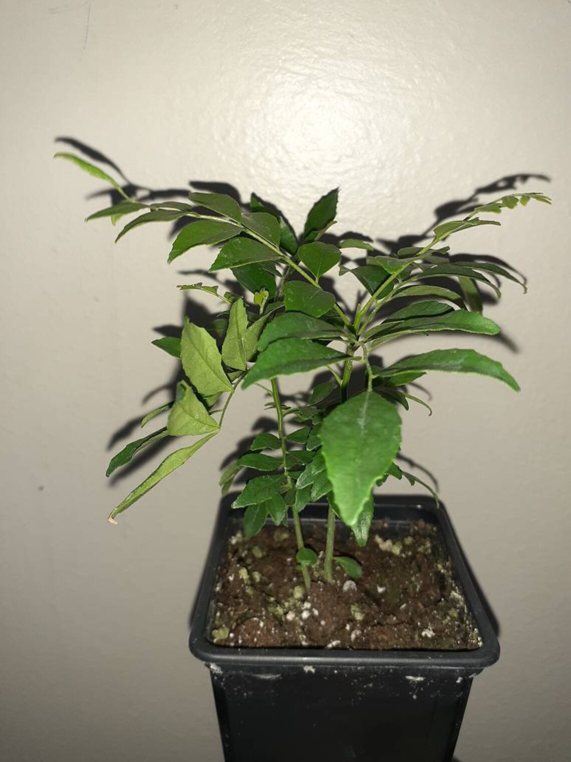 6 to 10 Inch Tall Curry Leaf Plant Pottedmurraya Koenigii, Kariveppilai ...