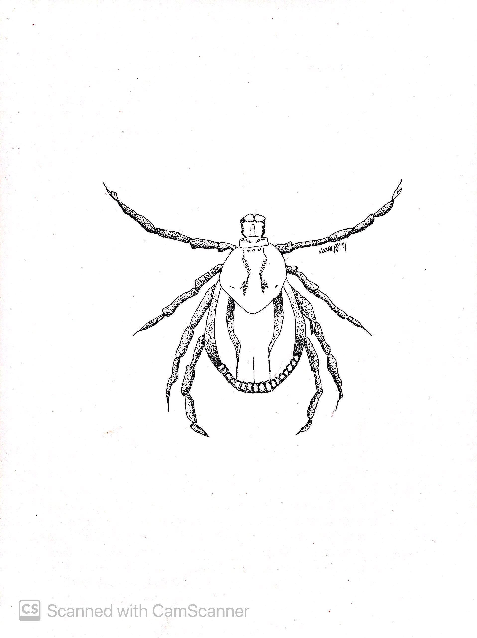 Tick Print - Etsy