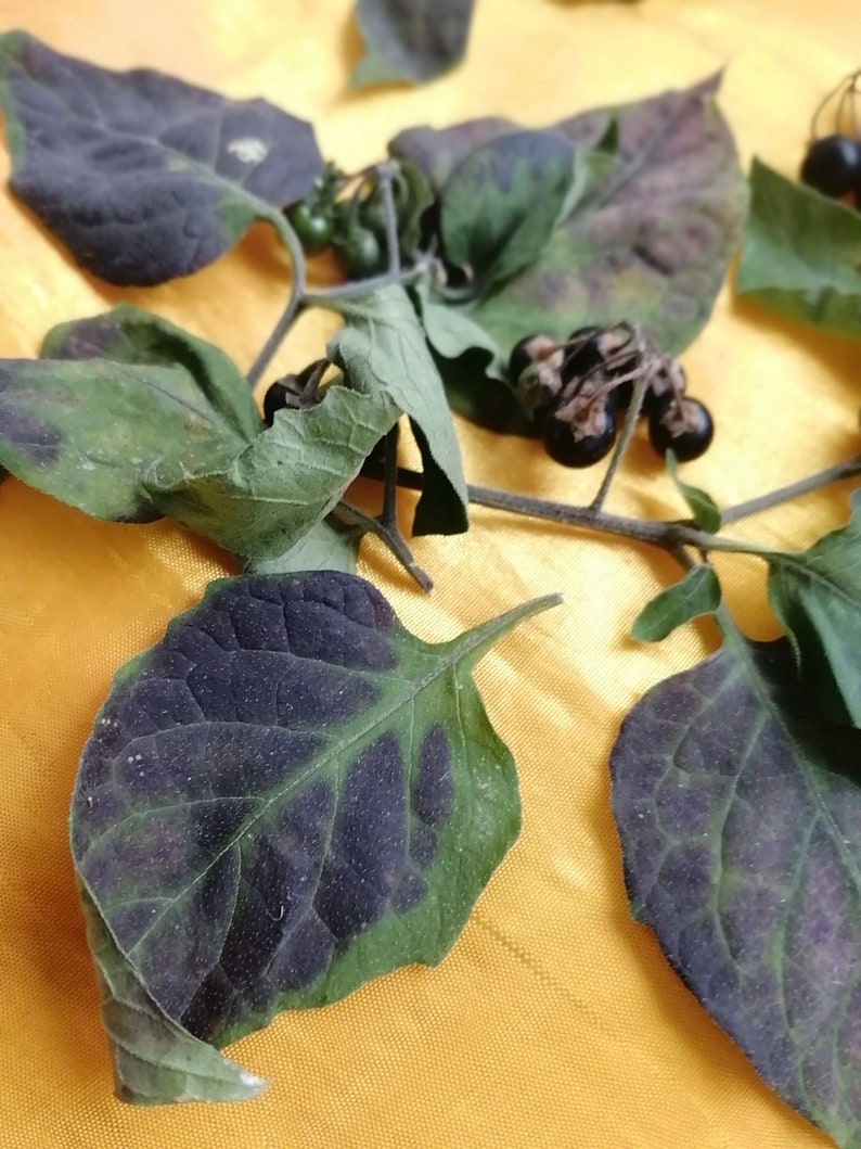 Black Nightshade Oil 5 Ml - Etsy