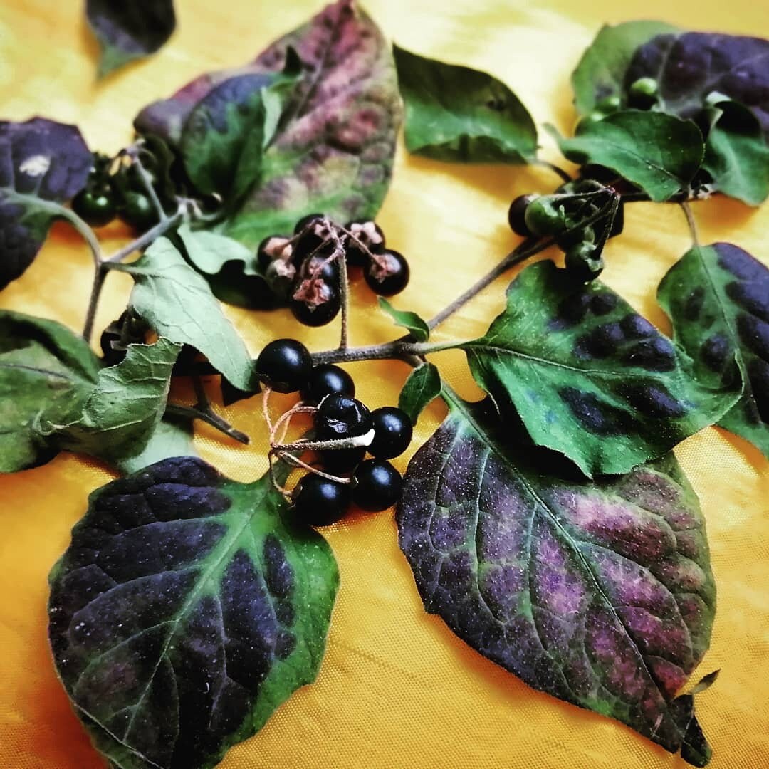 Black Nightshade Oil 5 Ml - Etsy
