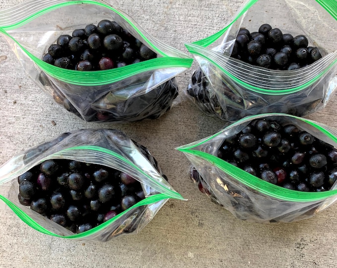 Curry Leaf Plant Seeds 10 Grown in USA Freshly Harvested Murraya ...