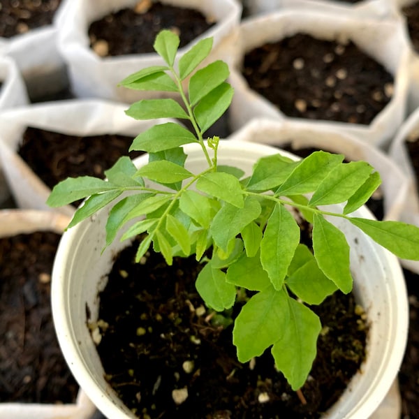 Curry Leaf Seeds - Etsy