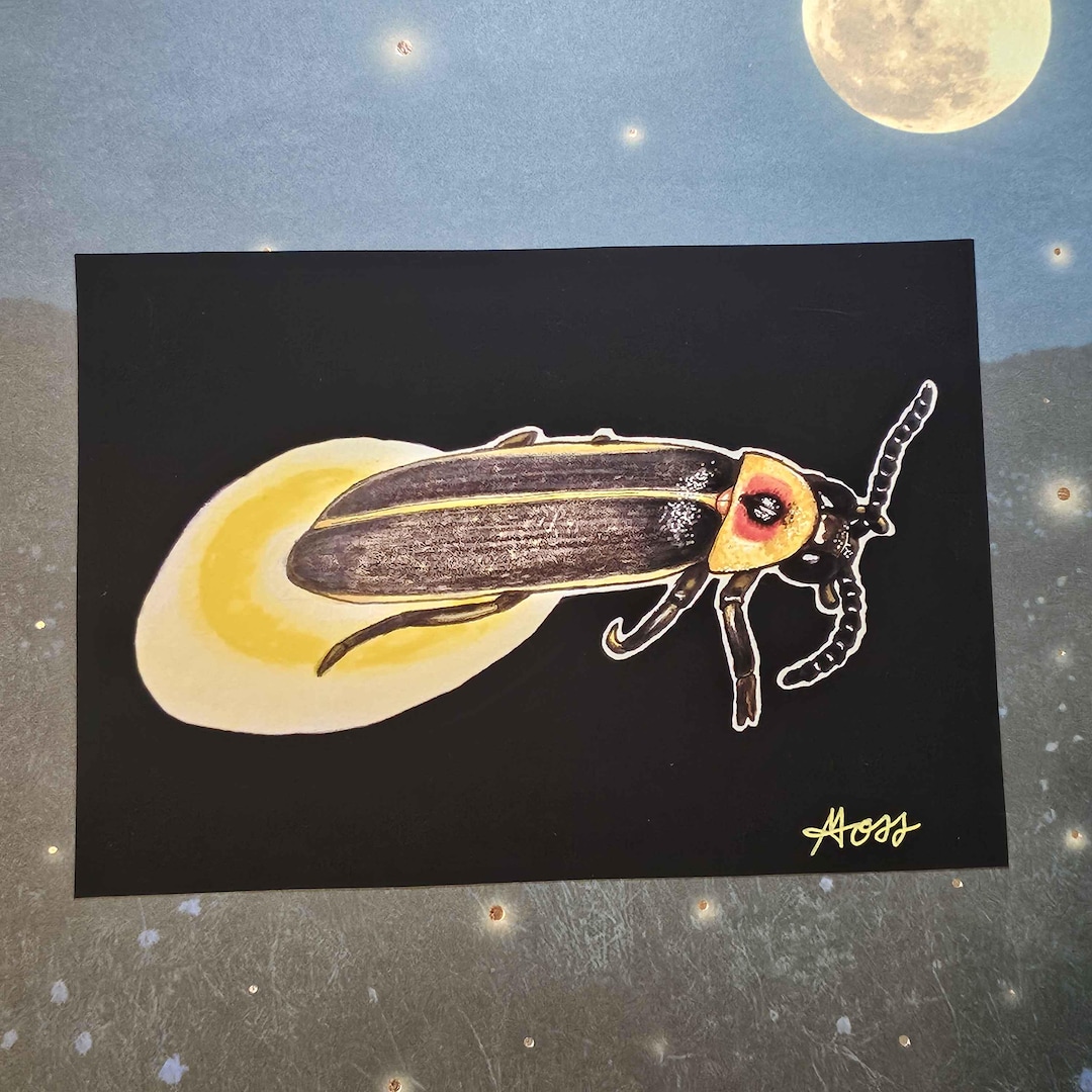 Common Eastern Firefly Art Print (5"x7") - Etsy