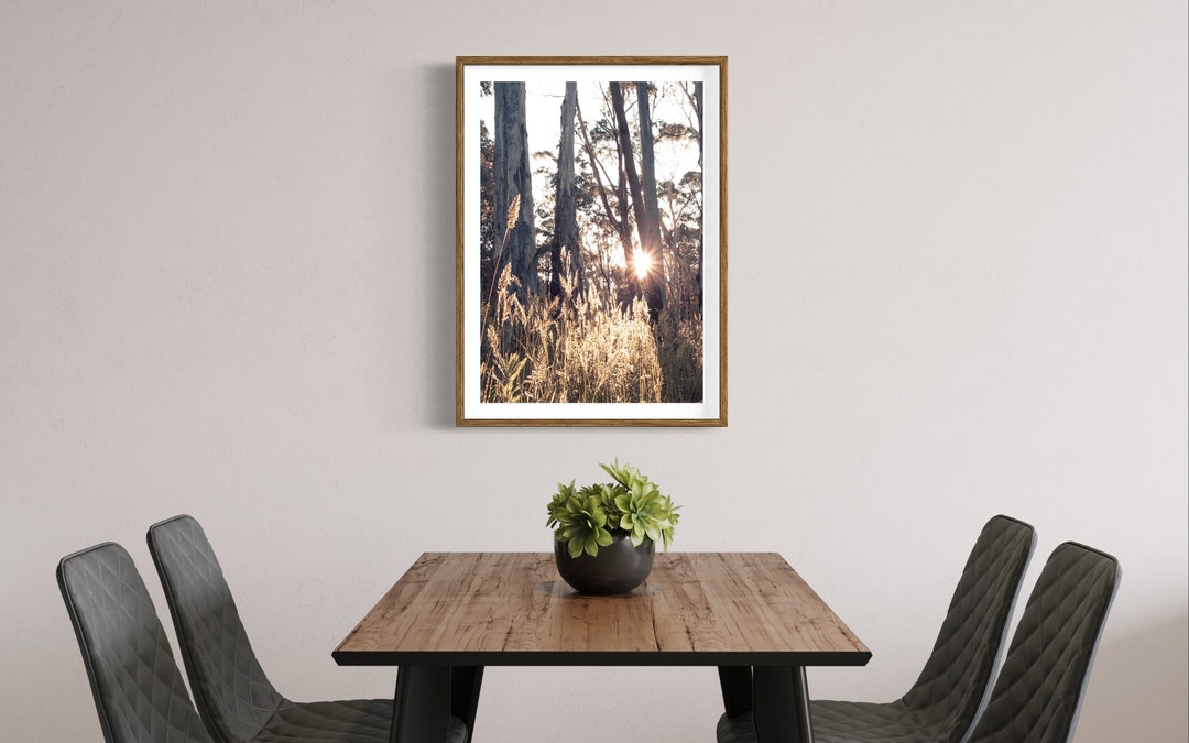 Australian Sunlit Forest - Rustic Country Farmhouse Wall Art | Nature ...
