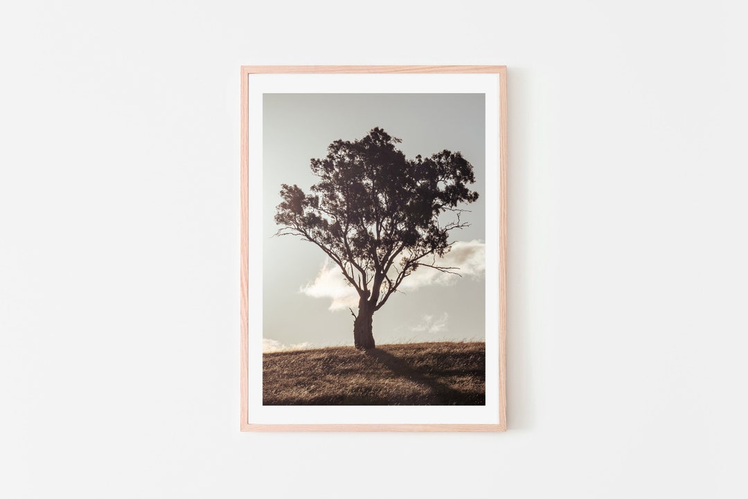 Australian Native Tree Art Print Botanical Decor Nature Photography ...