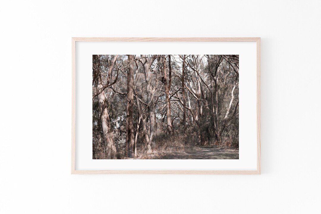 Australian Photography Gum Tree Print Woodland Art Forest Wall Art ...