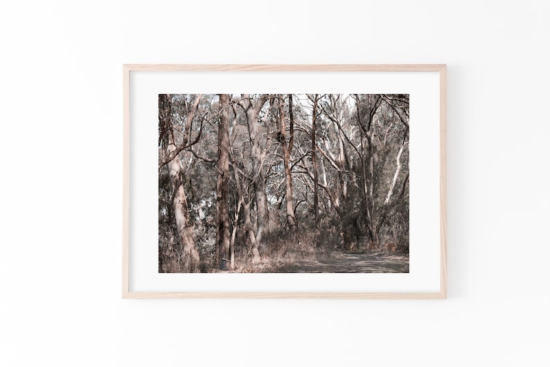 Australian Photography Gum Tree Print Woodland Art Forest Wall Art ...