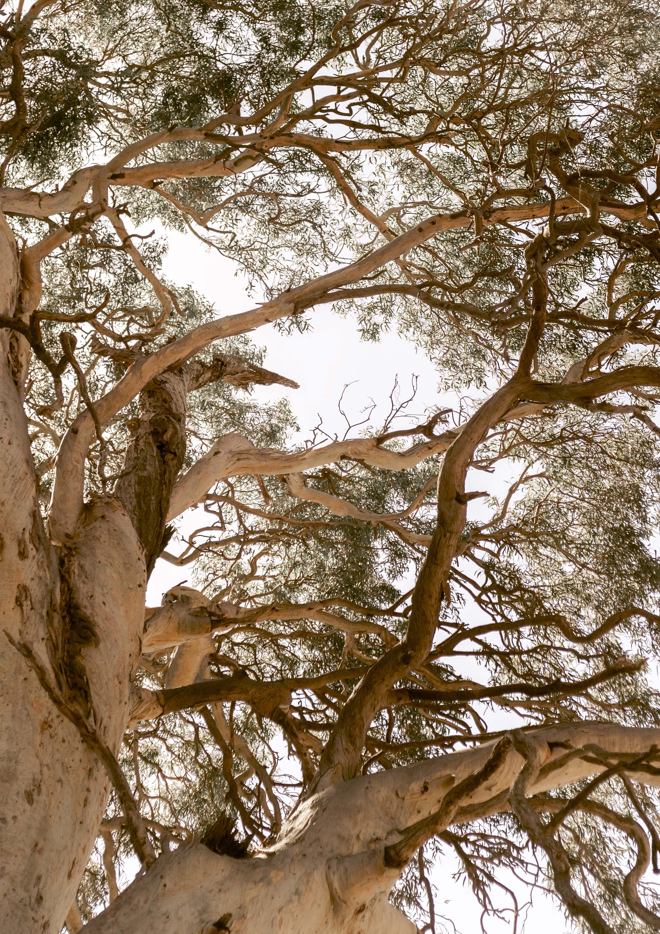 Set of 2 Australian Outback Unframed Wall Art Prints Nature - Etsy ...