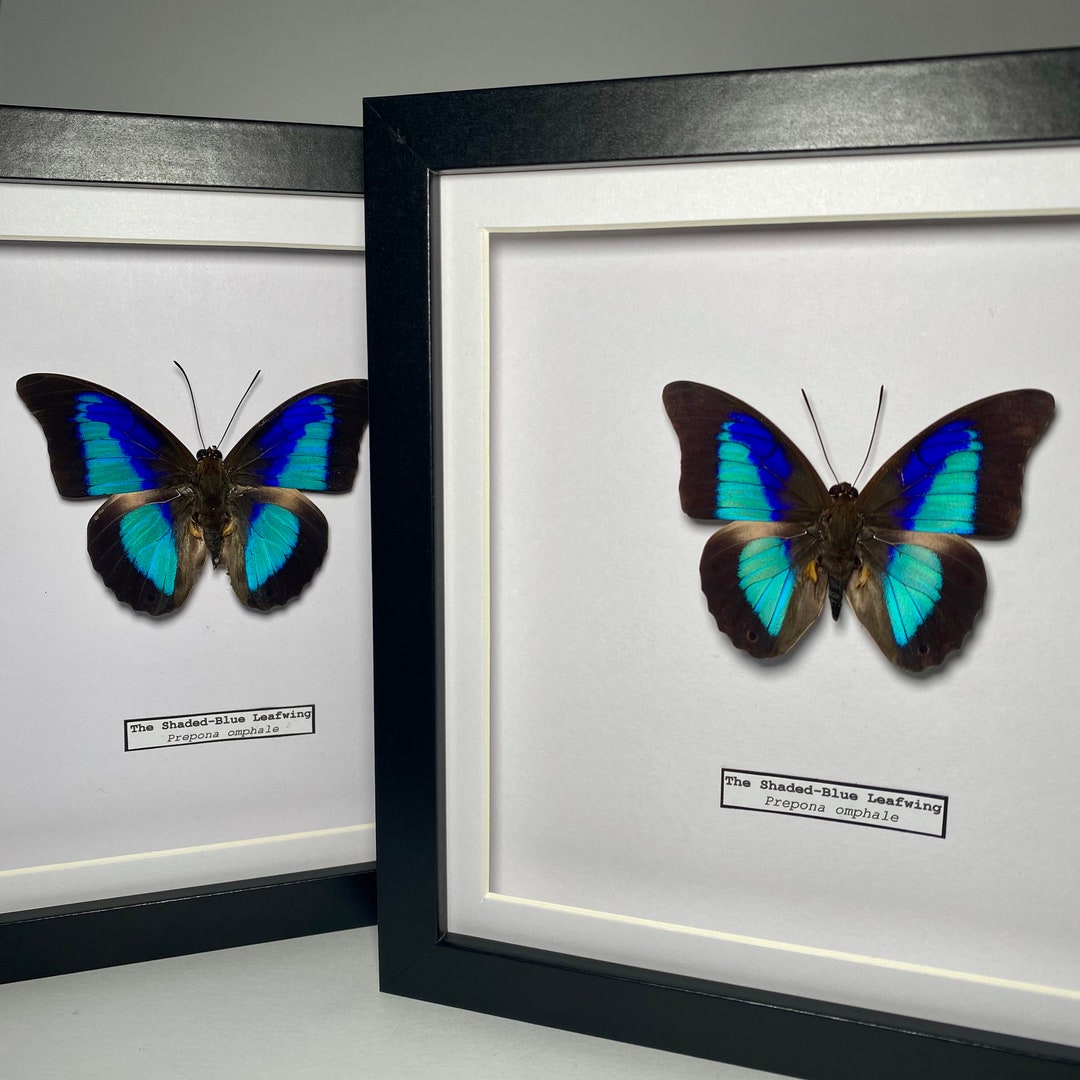 The Shaded-blue Leafwing Butterfly Taxidermy Frame - Etsy