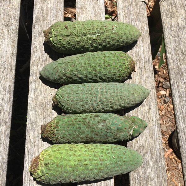 Monstera Deliciosa Fruit - Etsy