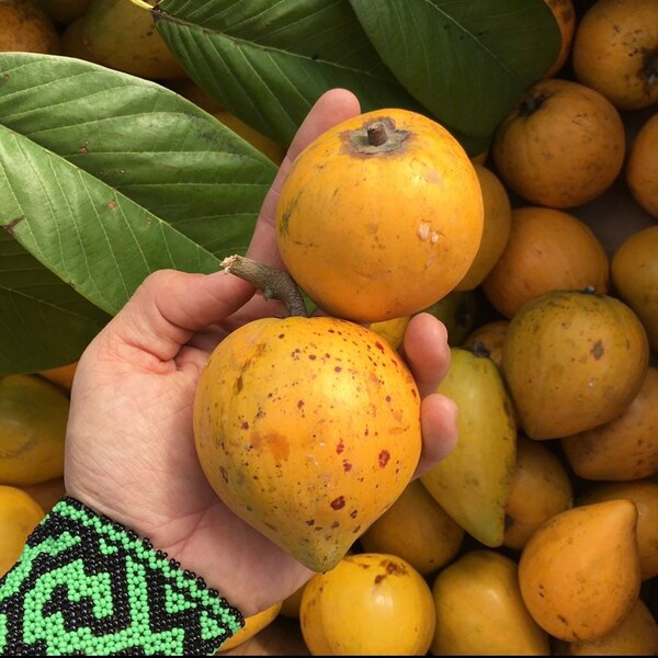 Fruit Canisters - Etsy
